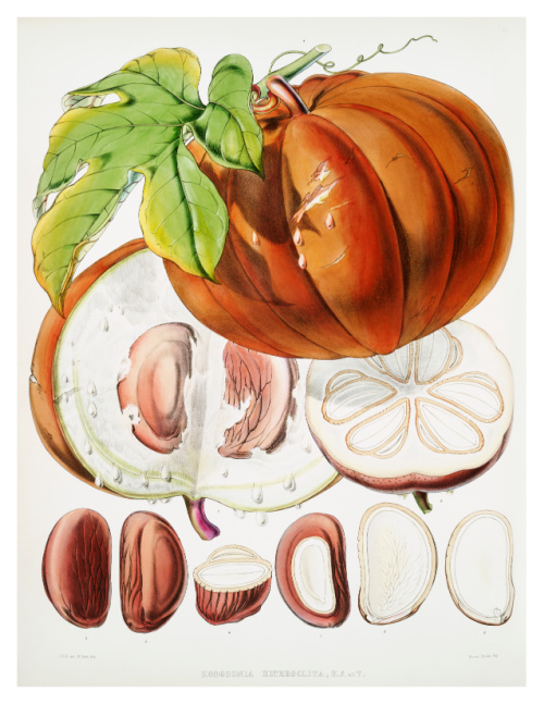 Botanical Pumpkin Payhip botanical-pumpkin-payhip
